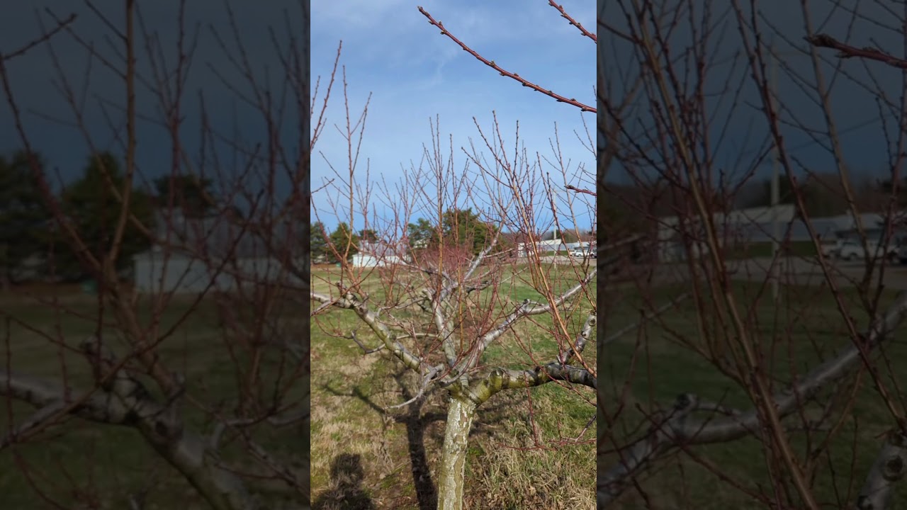 The best time to prune a peach tree!