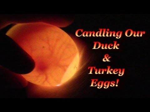 Candling The Duck Eggs