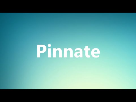 Pinnate - Medical Definition and Pronunciation