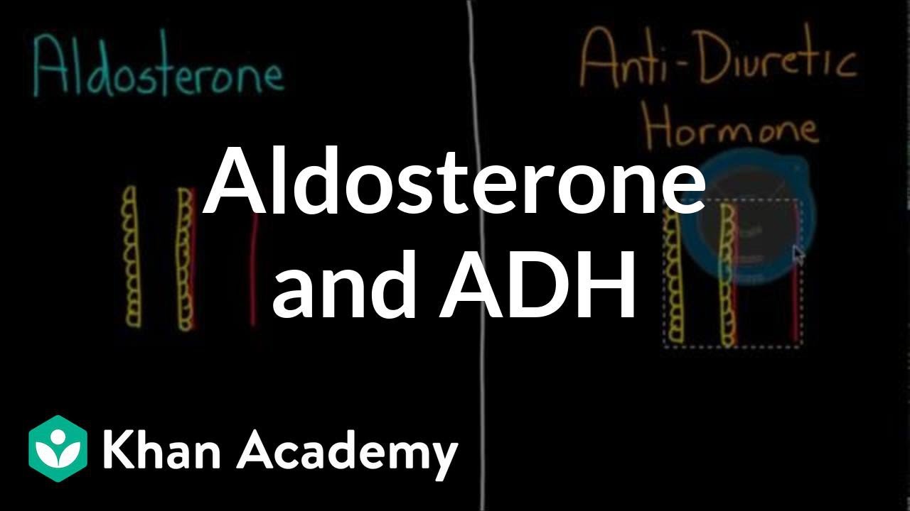 Aldosterone and ADH | Renal system physiology | NCLEX-RN | Khan Academy