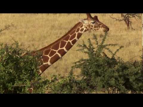 The Value of Grasslands