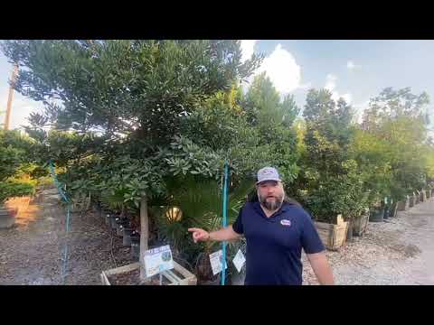 The "Green Emerald" Japanese Blueberry: A Versatile Privacy Hedge and Shade Tree