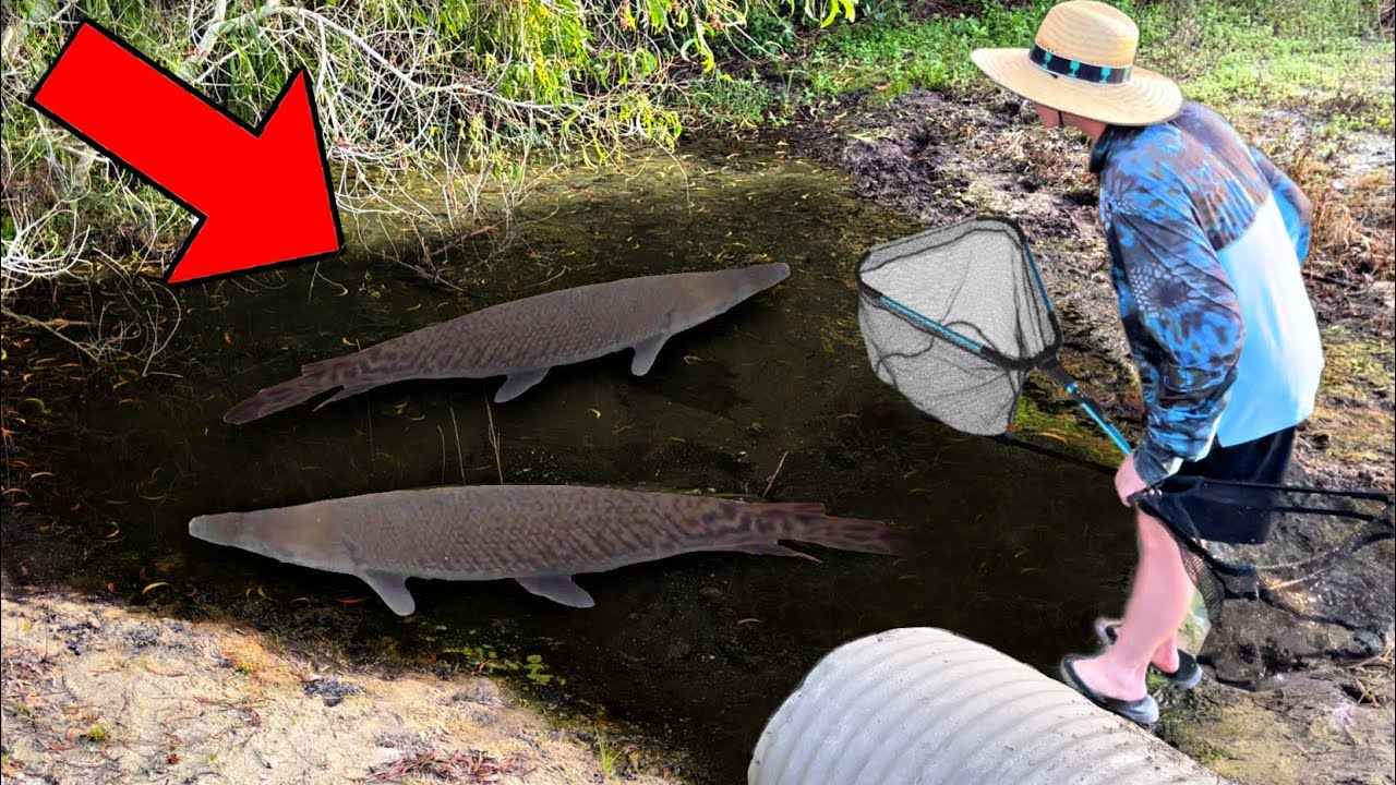 Rescuing Trapped ANCIENT FISH from Tiny DRIED UP PUDDLE!!