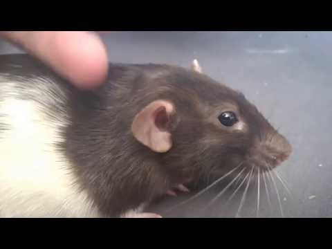 A rat bruxing (happy).