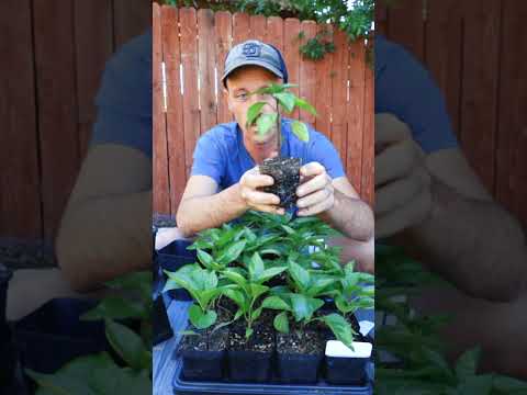 Why we plant peppers a little bit deeper