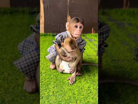 Good morning babies #youtubeshorts #trendingshorts #monkey #viralvideo #pets #funny #fyp #video