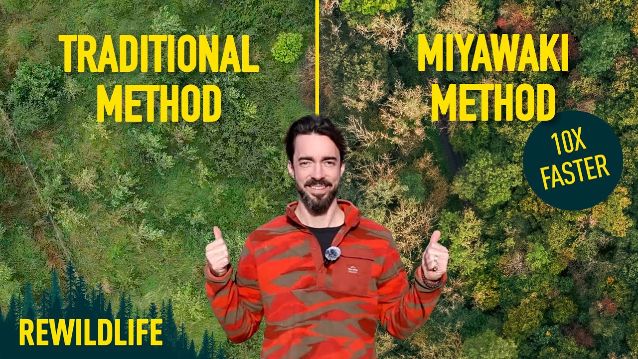 Planting a Mini Japanese Woodland on My Irish Land: The Miyawaki Method