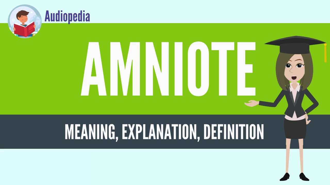 What Is AMNIOTE? AMNIOTE Definition & Meaning