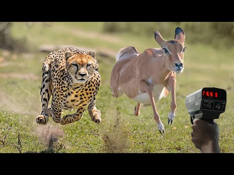 Top 10 Fastest Animals in the World (With Top Speed)