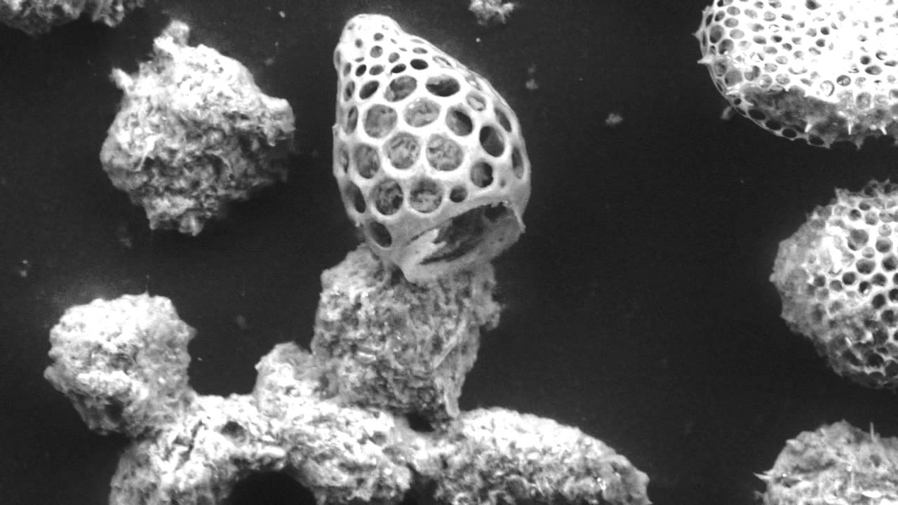 Tiny worm pellets