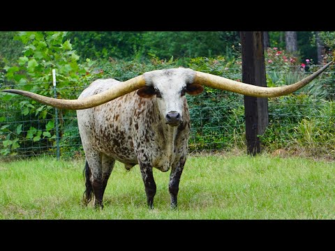 15 Biggest Horns In The Animal Kingdom