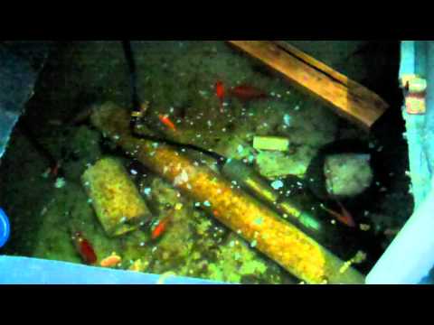 Aquapontics Update 8