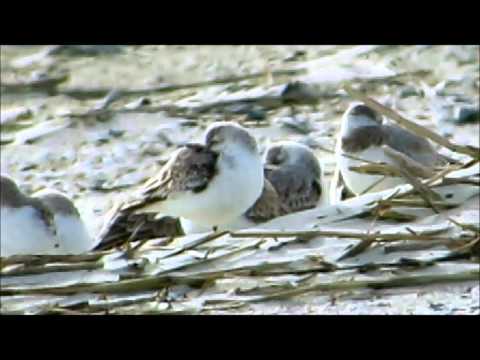 Sanderling Family & Piping Plover Info Hilton Head