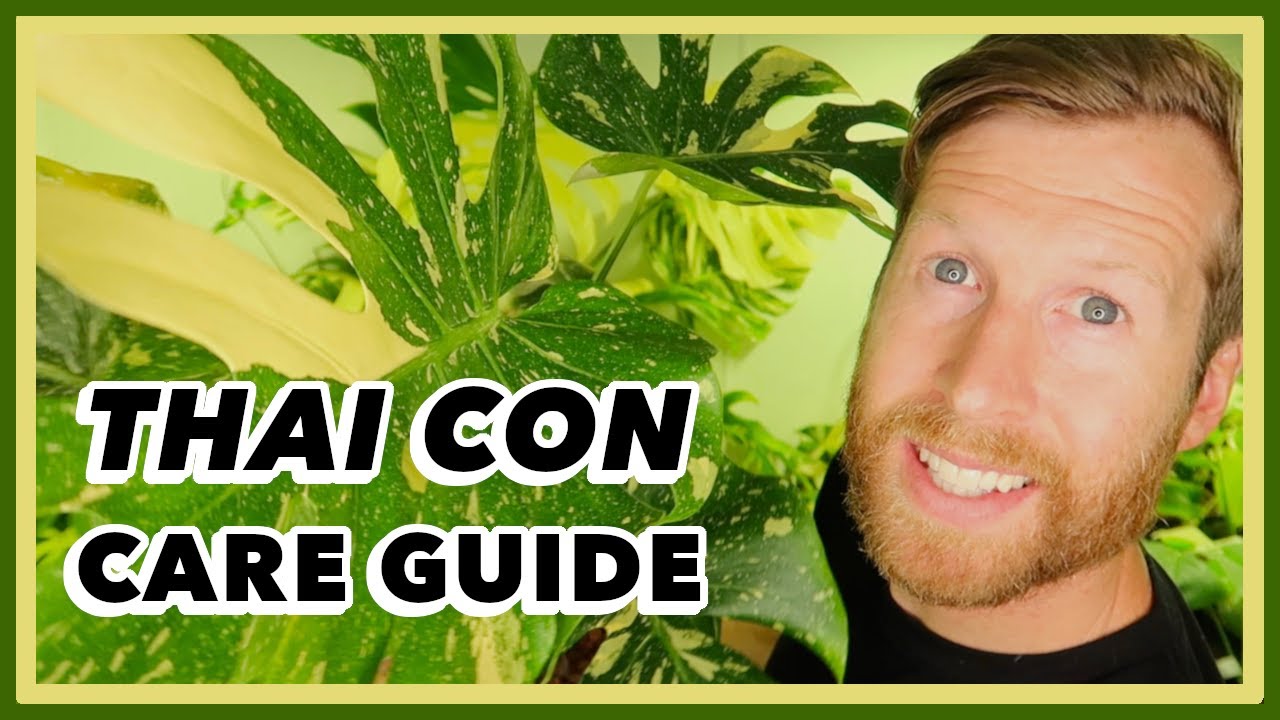 THAI CONSTELLATION Monstera deliciosa COMPLETE Care Guide