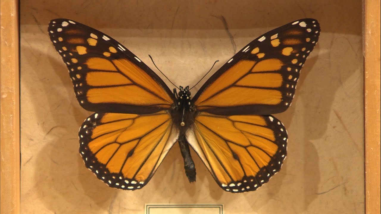 Monarch Butterflies – Family Plot
