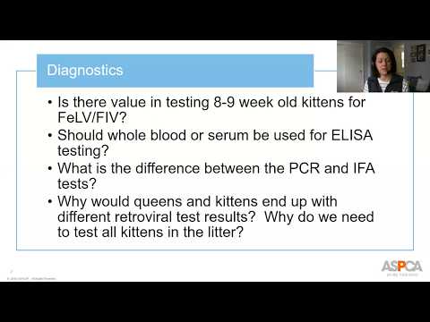Who Should I Be Testing? Untangling the Mystery of FeLV and FIV in Shelter Cats - FAQ