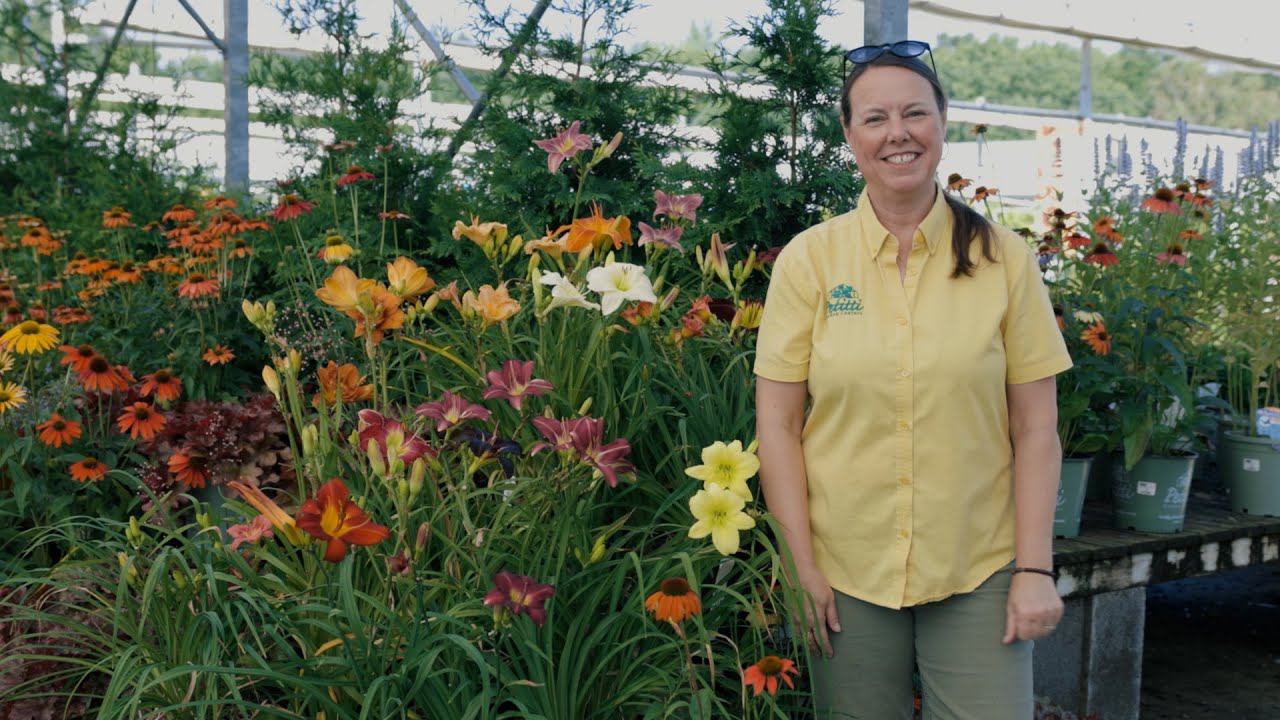 PETITTI Daylily Spotlight | How to Grow and Care for Perennial Hemerocallis