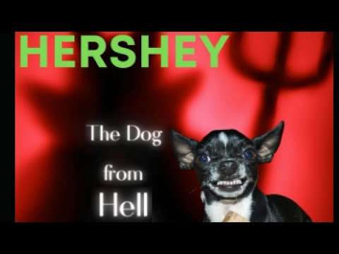 Hershey: The Dog from Hell! | LITERARY TITAN