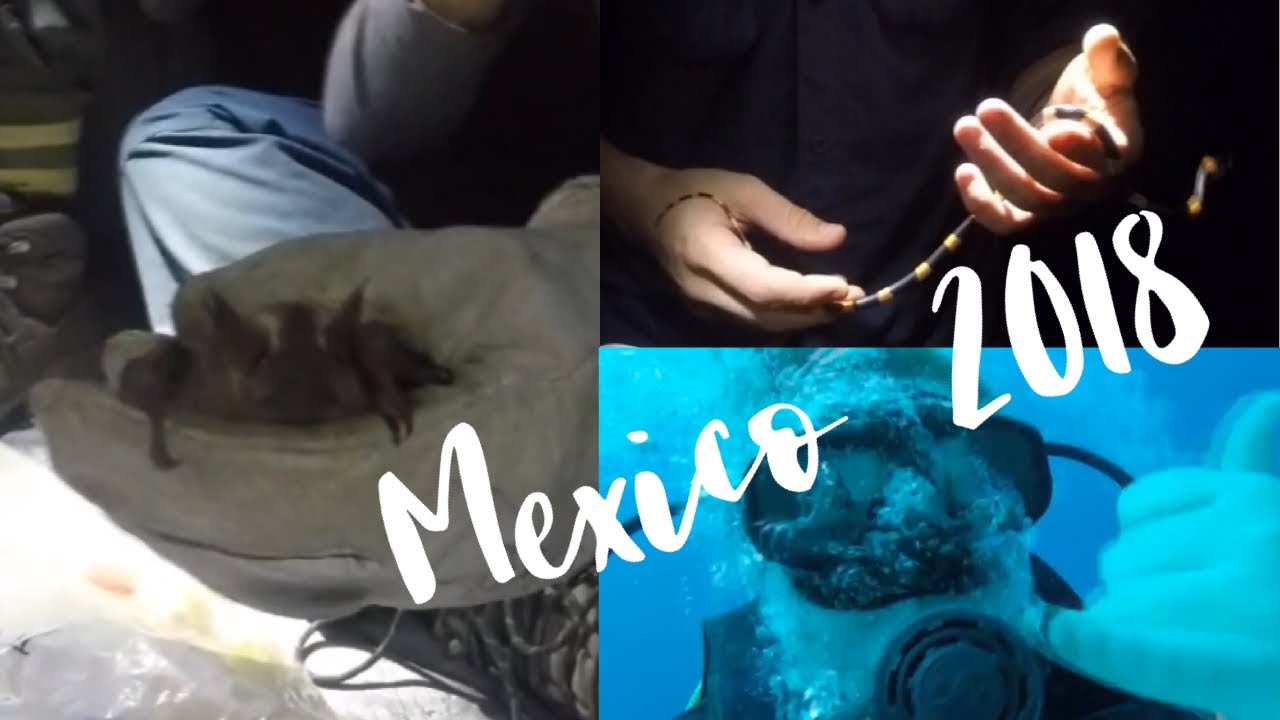 mexico 2018 | operation wallacea