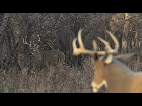 Decoying Bucks- Knowledge is Power- HuntStand App Help