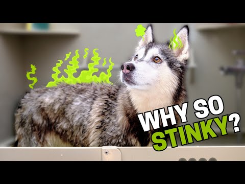 Why Does My Siberan Husky Smells so Much? *FIXED*