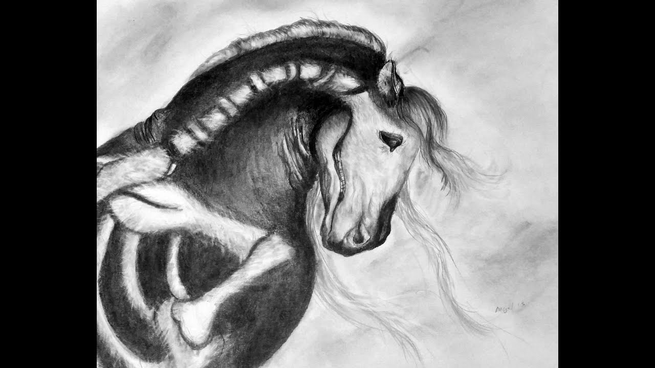 Horse skeleton speed drawing