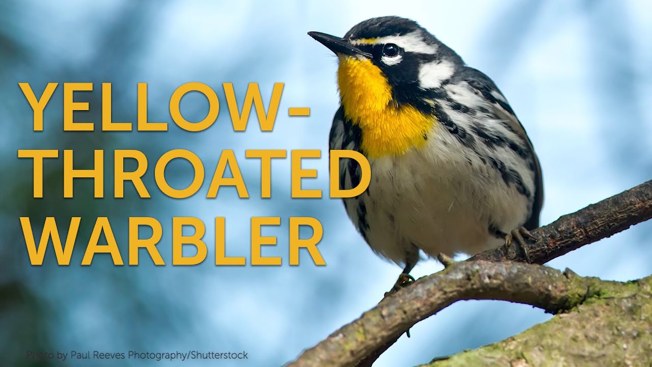 Yellow-throated Warbler: Sycamores and Pines