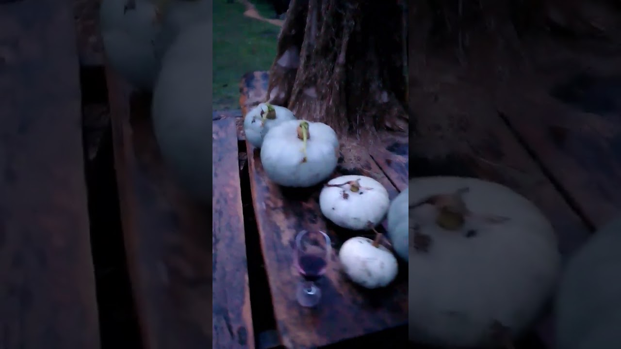 2023 pumpkin harvest