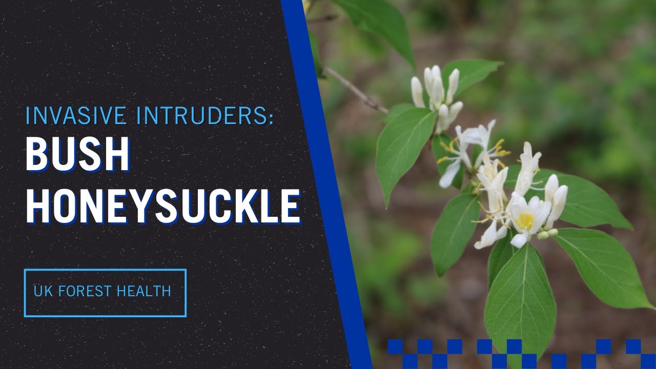 Invasive Intruders: Bush Honeysuckle