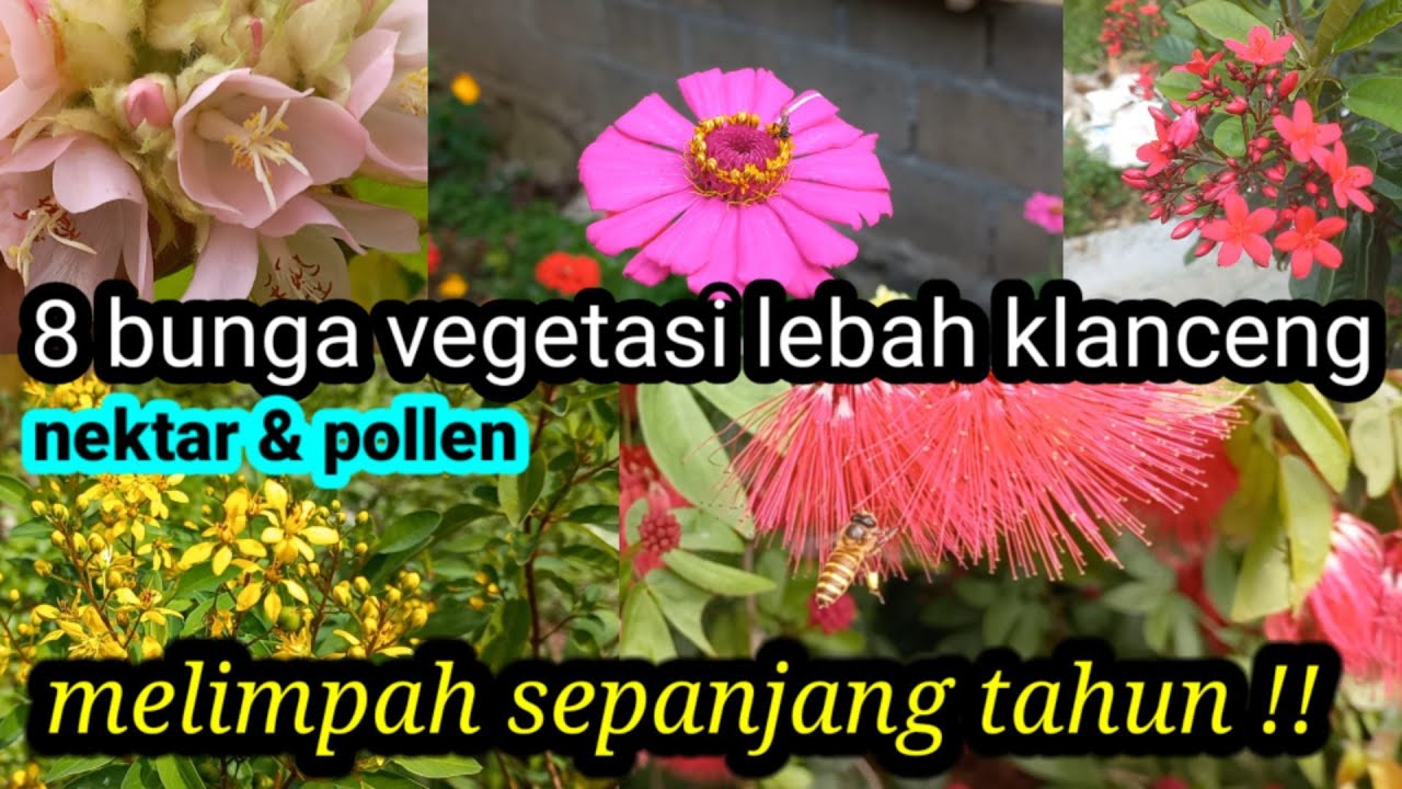 bunga vegetasi lebah klanceng yg berbunga tanpa musim. #vegetasi #kelulut @edukasilebahmadu