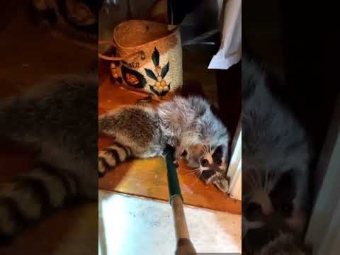 Raccoon removal Pittsburgh #wildlifecontrol #raccoon #pestcontrol