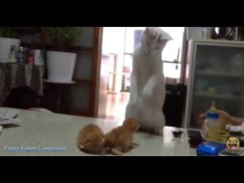 Smart Cats Electronic Cat Fencing – Michael R. Jones's Blog