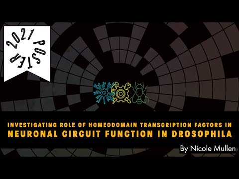 Investigating Role of Homeodomain Transcription Factors in Neuronal Circuit Function in Drosophila