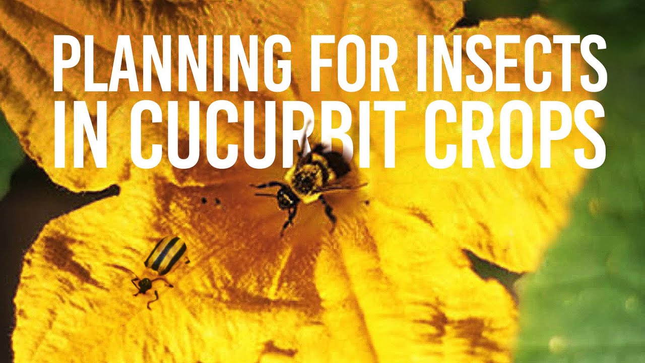 Planning for Insects in Cucurbit Crops
