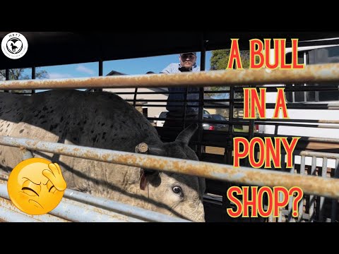 What the heck just showed up at Pony Tales?!