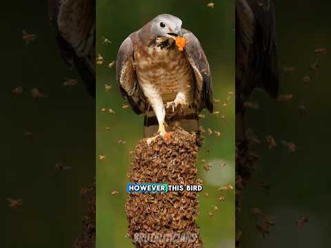 The Bird That Raids Beehives