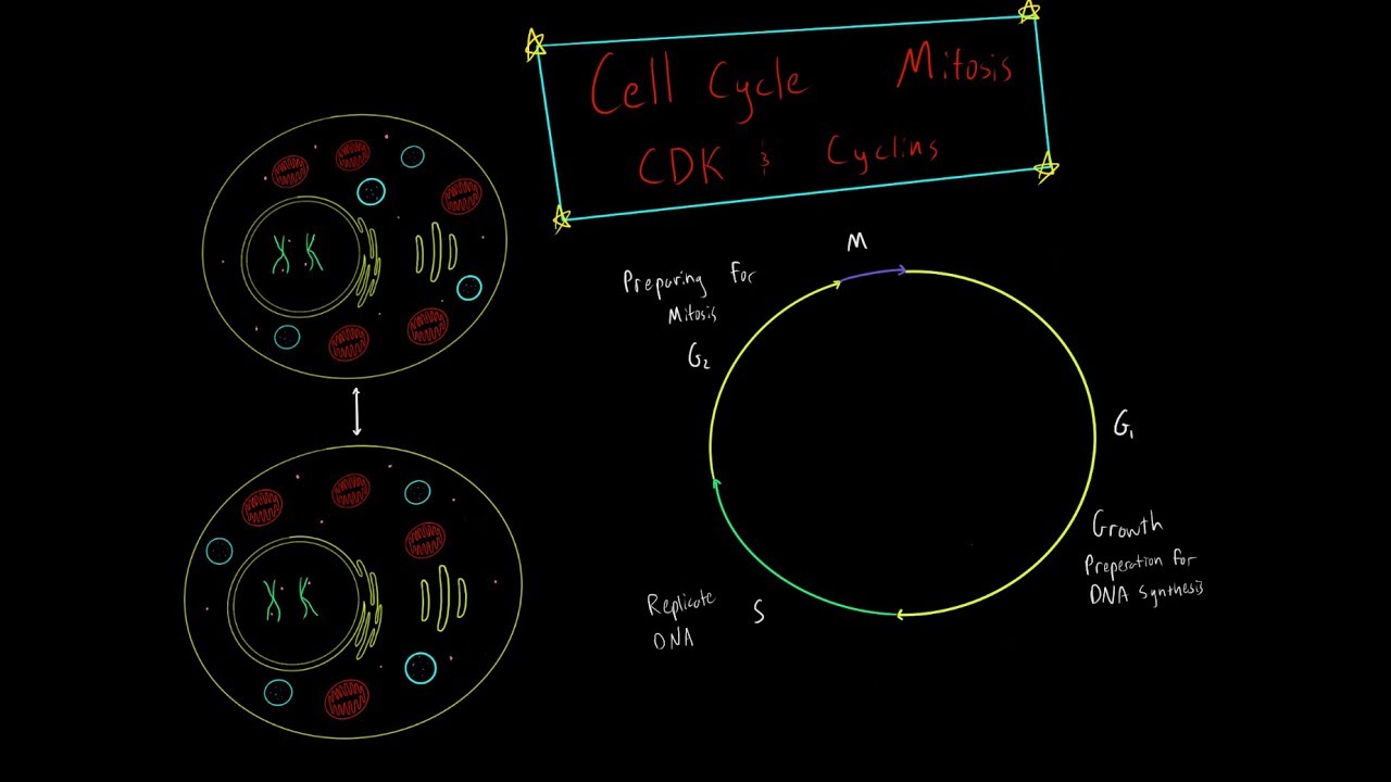 The Cell Cycle, Cyclins, CDK, and Mitosis for MCAT (EVERYTHING YOU NEED TO KNOW)