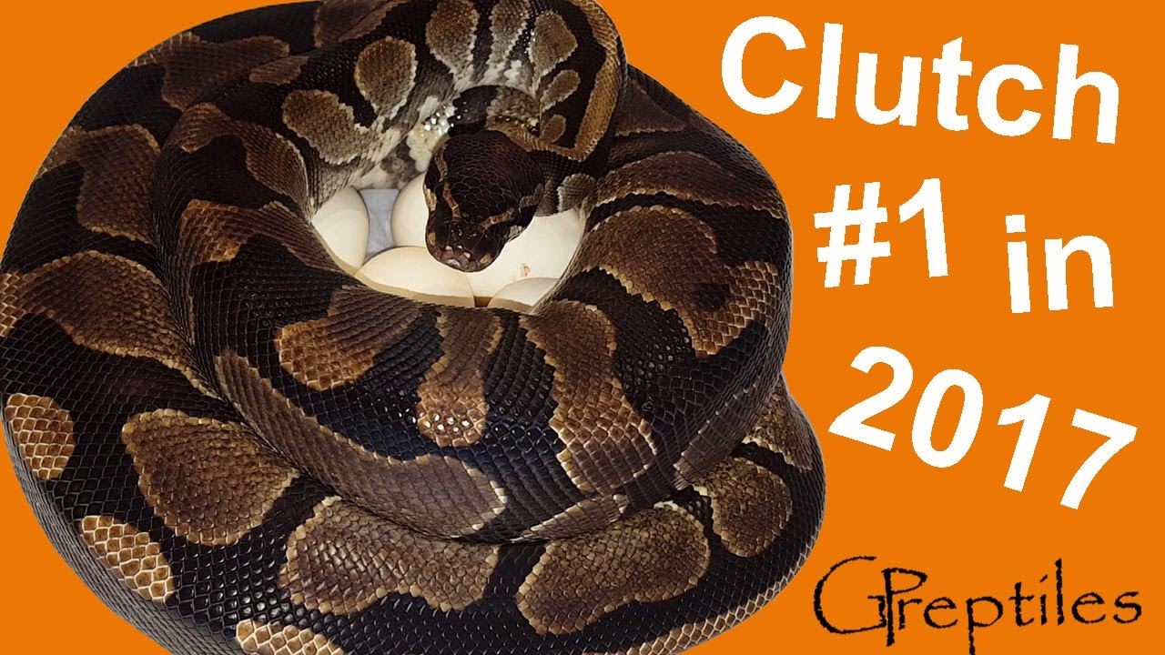 Ball Python Clutch #1 is here!