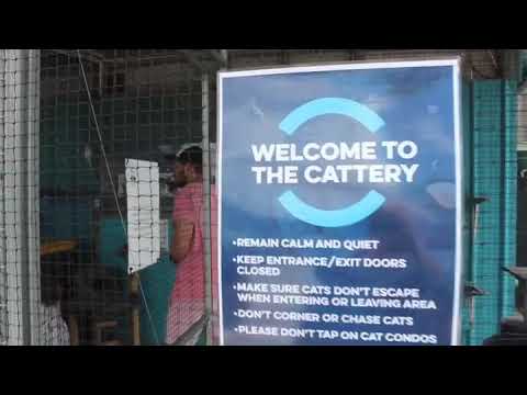Sutherland Shire Rescue Cat Reading Sessions