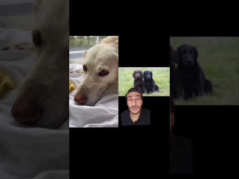 only dogs can hear this sound???????? #shorts