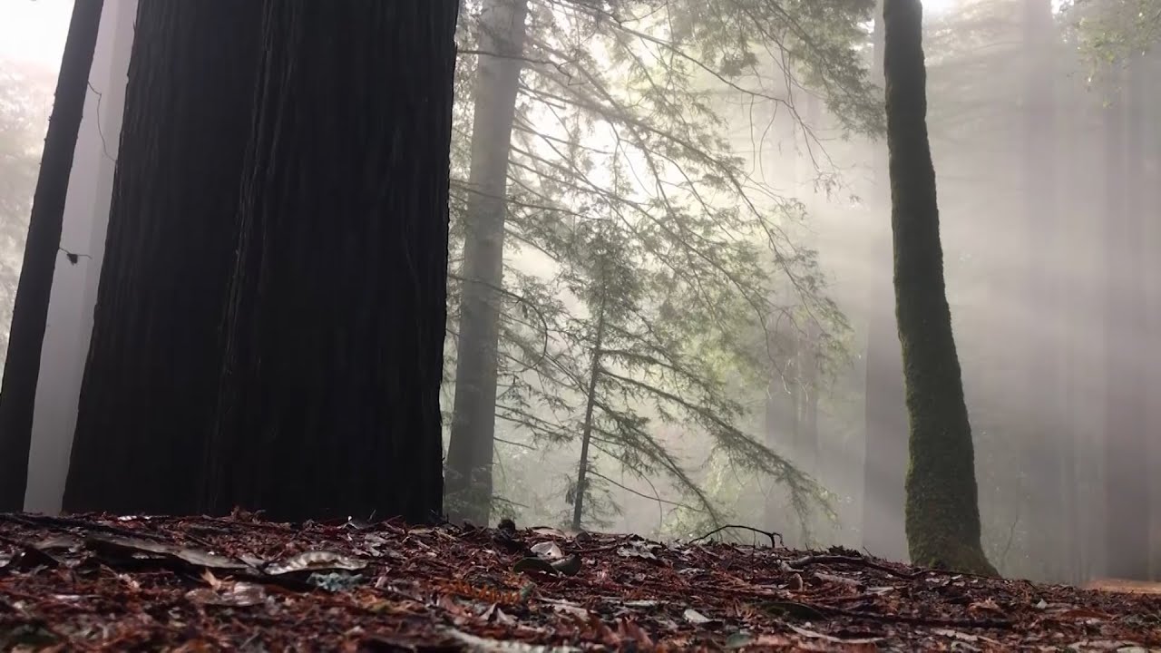 Rainforest Sound Sensors that Prevent Deforestation | The Henry Ford's Innovation Nation