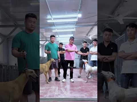 Dog Ability Training@ 3