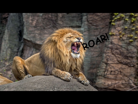 American Sign Language ASL Video Dictionary - thunder