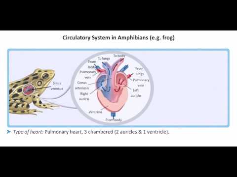 How amphibian hearts work