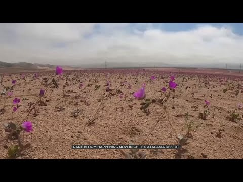 Rare Bloom Happening in Chile's Atacama Desert