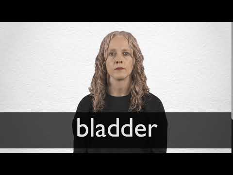 How to pronounce BLADDER in British English