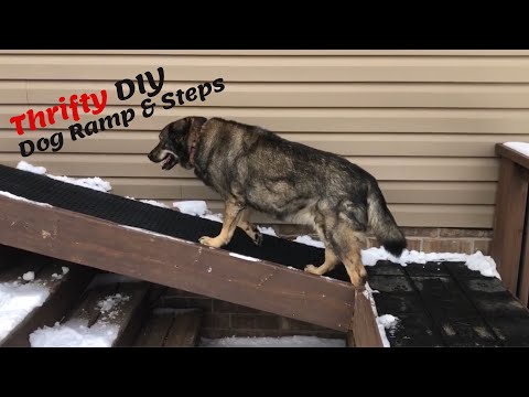 Quick and Thrifty Ways to Build a Dog Ramp and Steps