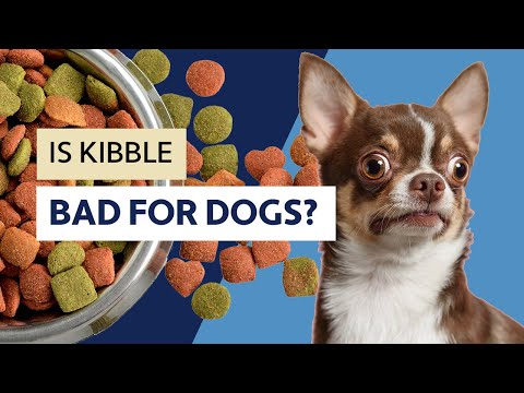 Is Kibble Bad For Dogs?