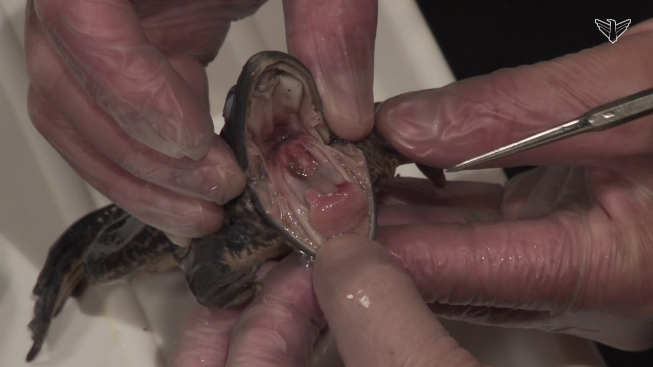 Best Frog Dissection: Part I - External (Jr. High, High School and College Review)