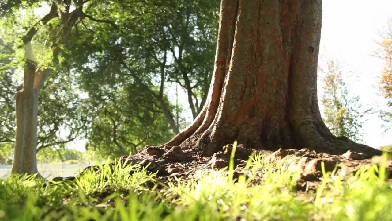 TreePeople - How a Tree Works